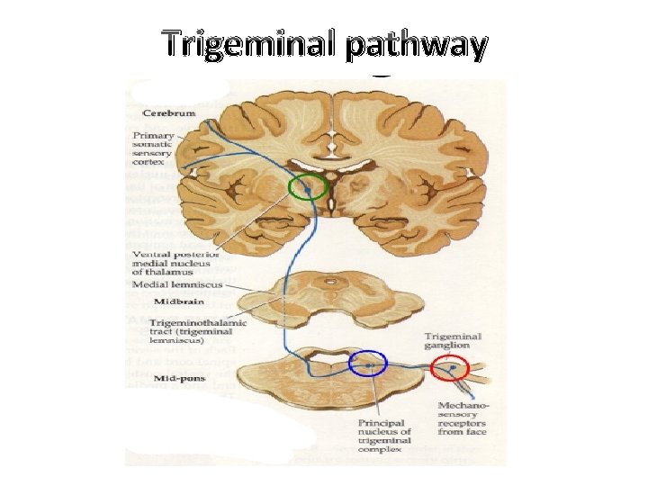 Physiology of CNS Sensory System By Dr Abdel