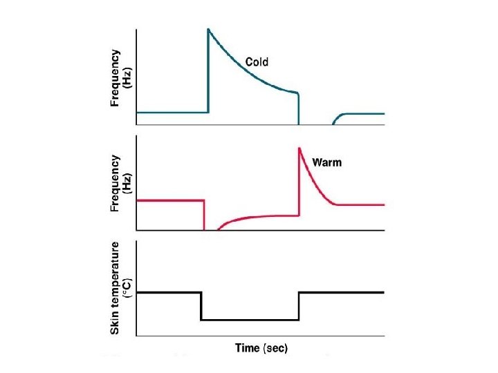 Physiology of CNS Sensory System By Dr Abdel