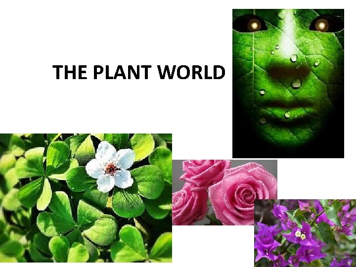 THE PLANT WORLD Competencies Determines the generic classification