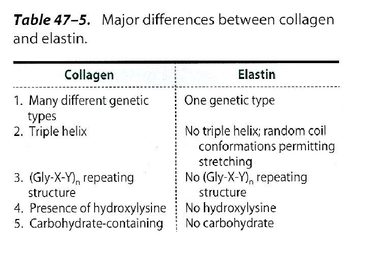 Fibrous proteins ELASTIN Major fibrous protein of epithelial