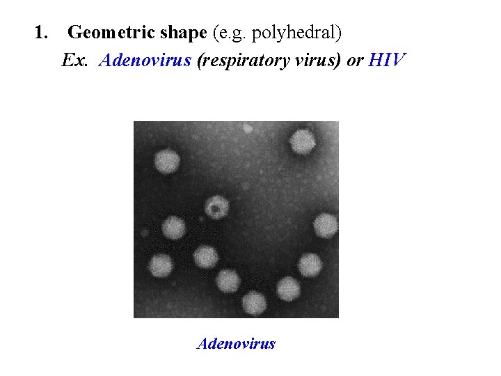 Viruses Objectives Understand why acellular Know basic viral