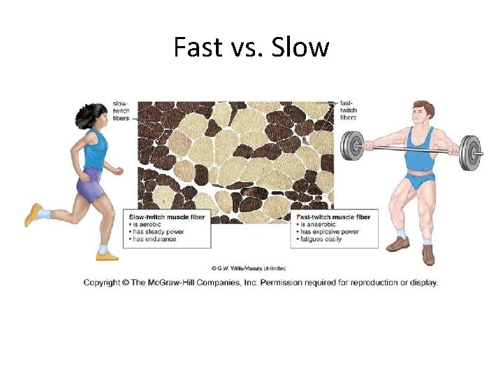 Slow Twitch and Fast Twitch Muscle Fibres Did