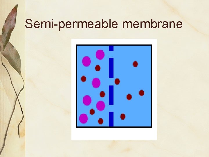 Unit 2 Plants for Food and Fibre Structure