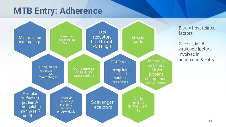 Bacterial Pathogenesis of Pulmonary Infection PATH 417 A