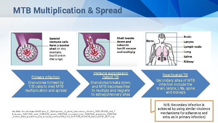 Bacterial Pathogenesis of Pulmonary Infection PATH 417 A