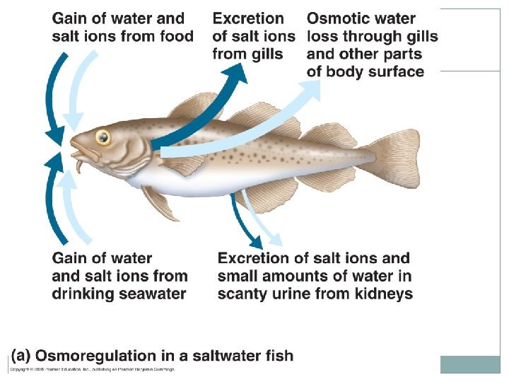 Osmoregulation and Excretion CH 44 NOTES Osmoregulation Process