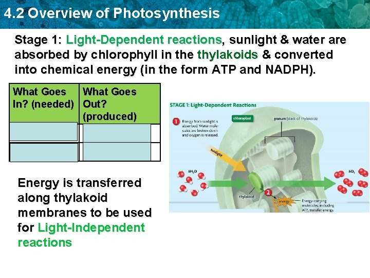 Stages of Photosynthesis Pg 50 Critical Question List