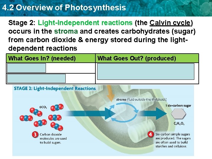 Stages of Photosynthesis Pg 50 Critical Question List