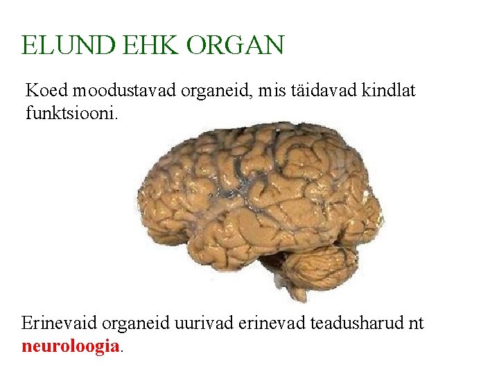 ELUSLOODUSE ORGANISEERITUS Koostas Kristel Mekask MOLEKULAARNE TASAND ...