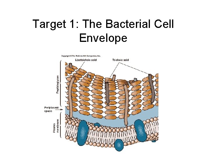 Antibiotics Step 1 How to Kill a Bacterium