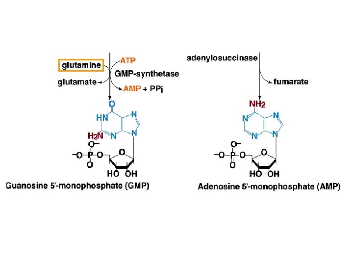 Nucleic Acid Metabolism Nucleotides Essential for all cells