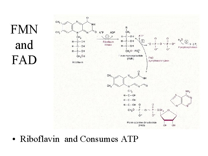 Nucleic Acid Metabolism Nucleotides Essential for all cells