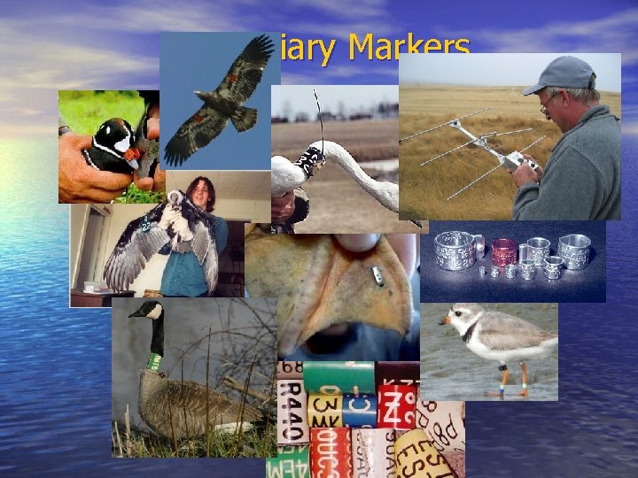 Bird Banding in the Lesley Americas Howes Canadian