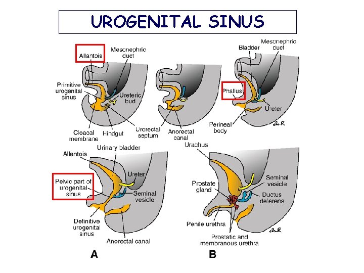 Development of the urinary system Dr Altdorfer Development