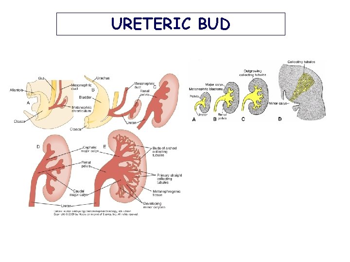 Development of the urinary system Dr Altdorfer Development