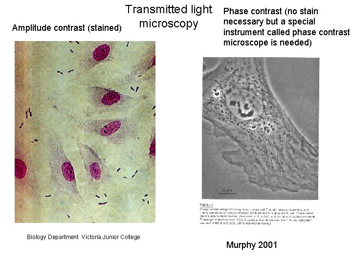 light and matter act as both waves and