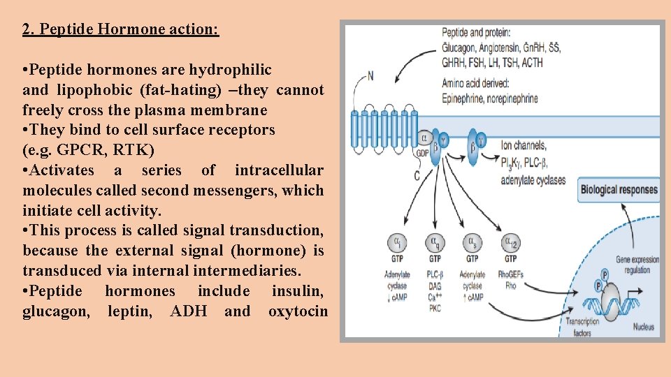 AN OUTLINE OF ENDOCRINE SYSTEM Presented by Dr