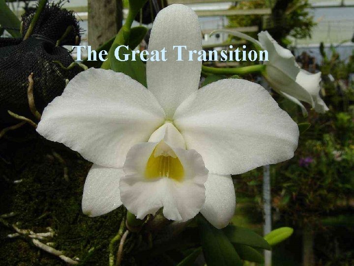 The Great Transition Operates on earth in this