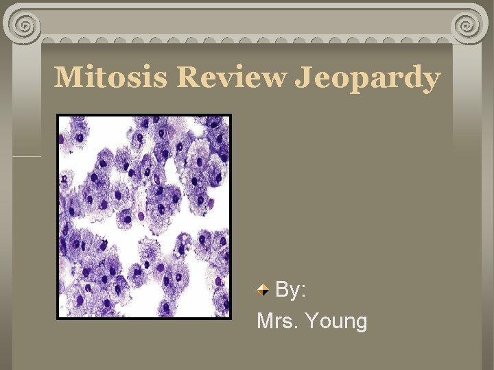Mitosis Review Jeopardy By Mrs Young Cell Cycle