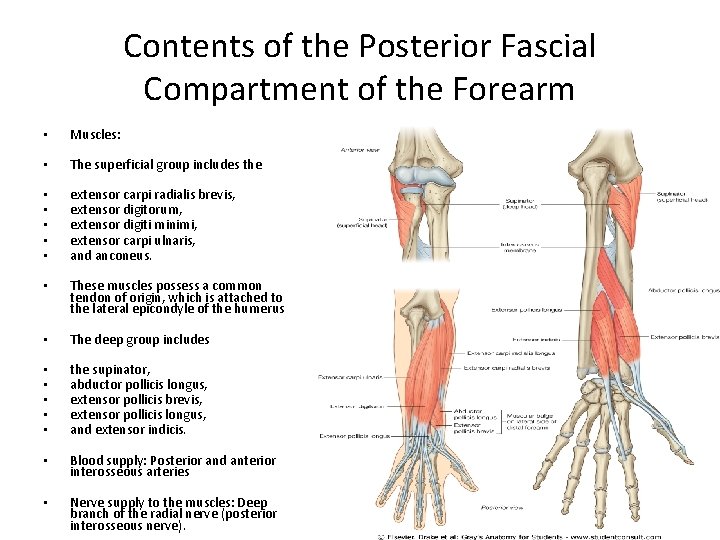 The Forearm 2 Contents of the Lateral Fascial