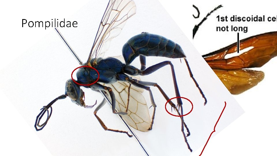 Wasps Wasps 9 common families in Kenya Siricidae