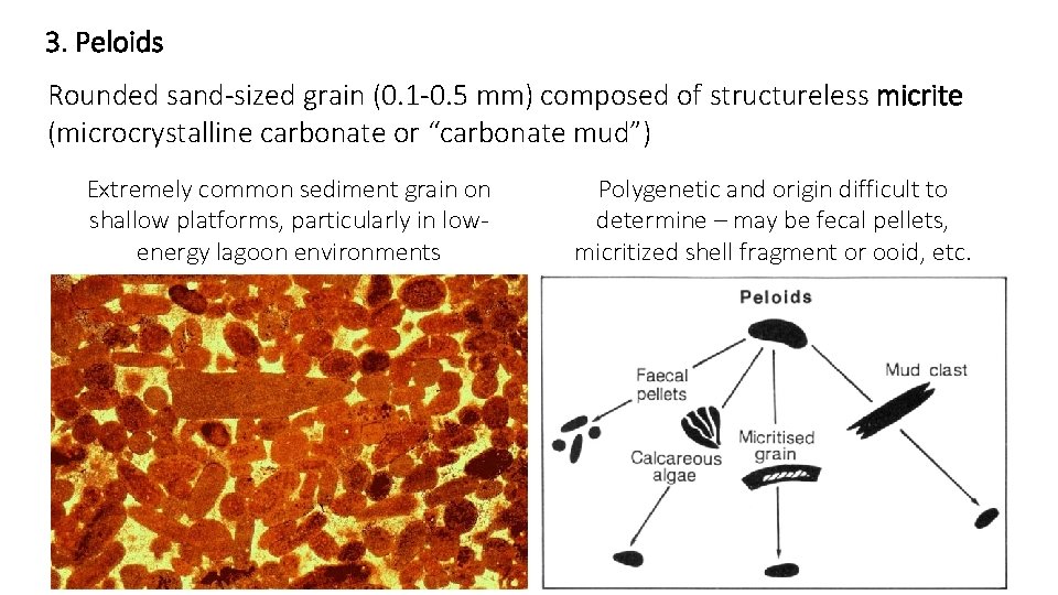 Carbonate Sedimentation Processes The shallow marine carbonate factory