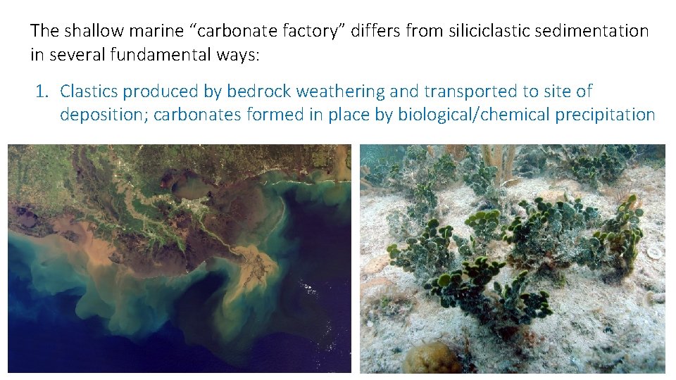 Carbonate Sedimentation Processes The shallow marine carbonate factory