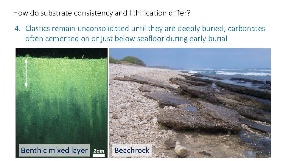 Carbonate Sedimentation Processes The shallow marine carbonate factory