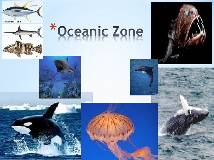 Ocean Life Plankton Microscopic organisms that float or