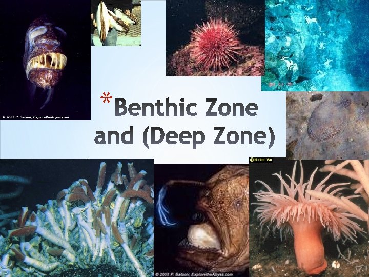 Ocean Life Plankton Microscopic organisms that float or
