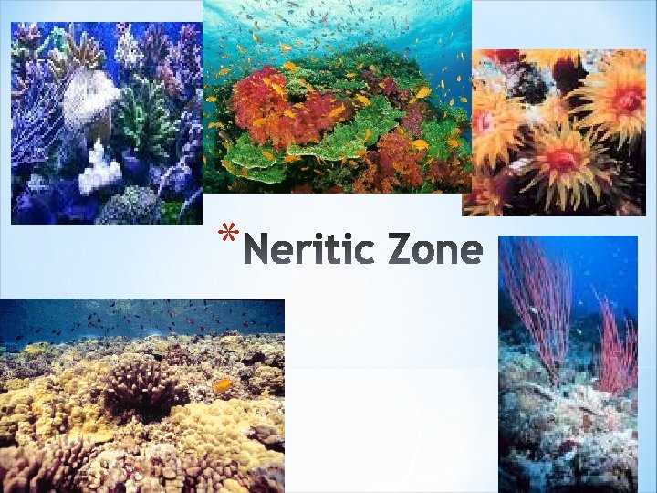 Ocean Life Plankton Microscopic organisms that float or