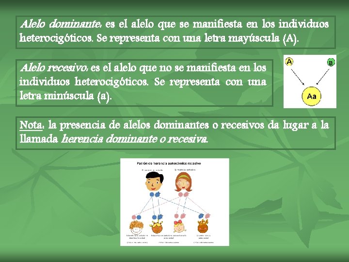 Tema 2 La herencia biolgica Gentica humana La