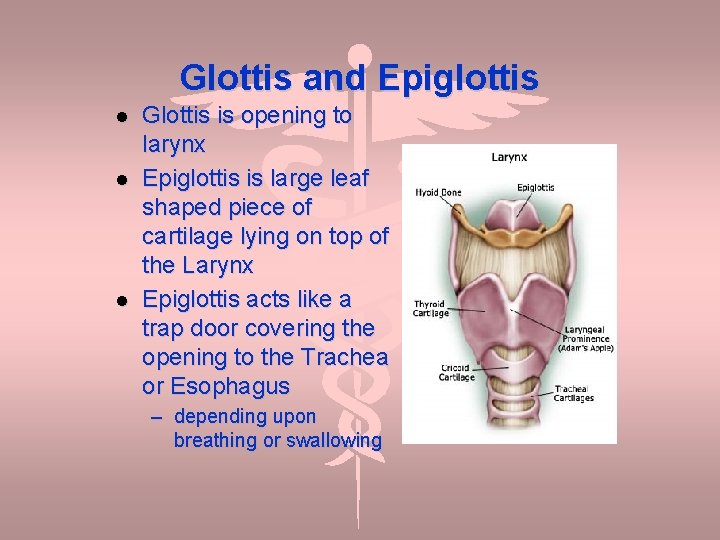 The RESPIRATORY System Functions of Respiratory System Creating