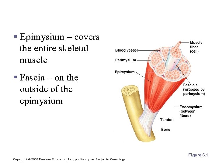 6 The Muscular System PART A Power Point
