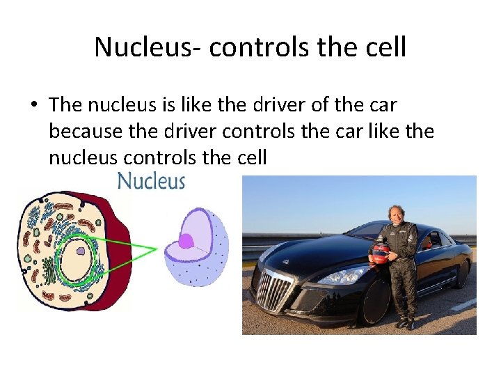 Cell Organelle By Michael Thompson A cell is