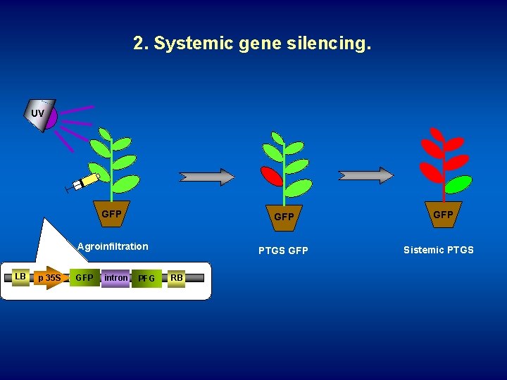 Gene silencing in plants LB p 35 S