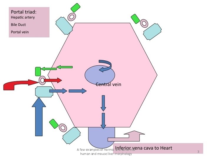 A few examples of normal and abnormal human