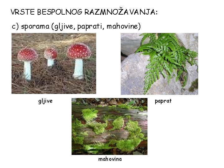 BESPOLNO I POLNO RAZMNOAVANJE RAZMNOAVANJE BESPOLNO 1 roditelj