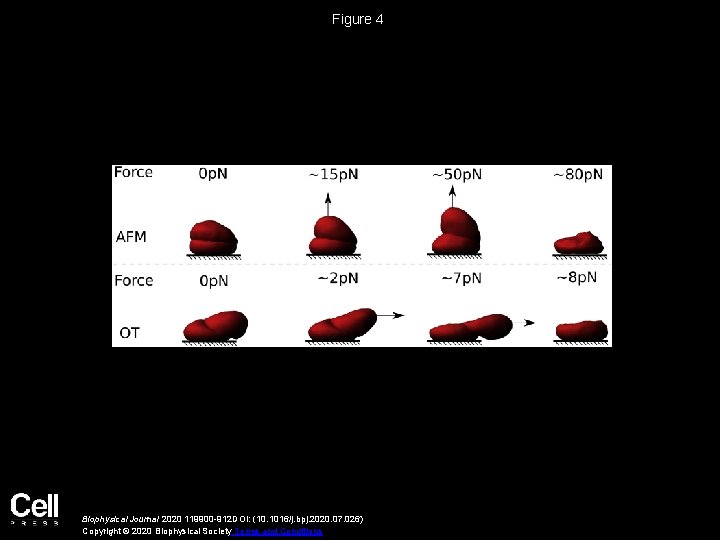 Quantifying FibrinogenDependent Aggregation of Red Blood Cells in