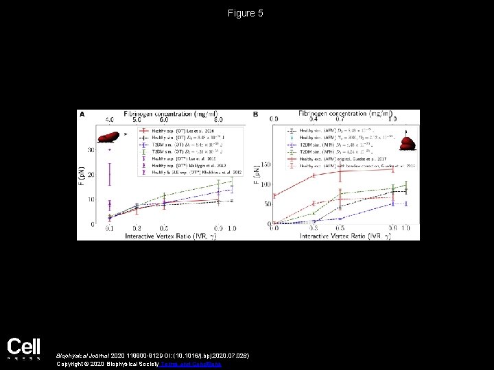 Quantifying FibrinogenDependent Aggregation of Red Blood Cells in