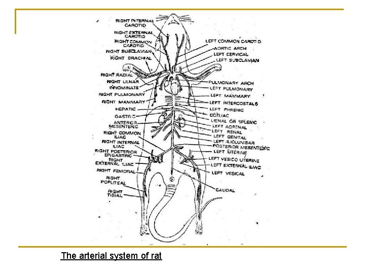 Two major portions the blood vascular system and