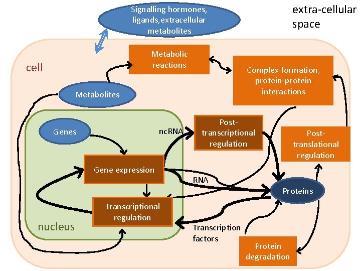 The ultimate complex system networks in molecular biology
