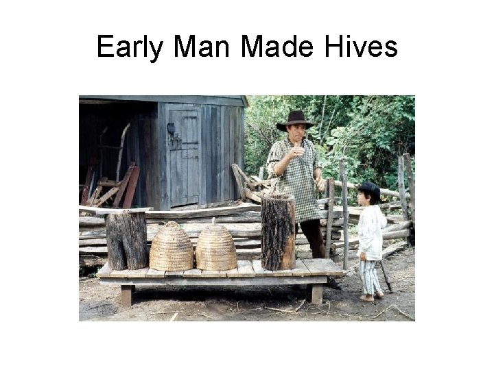 The Amazing Honey Bee Photo by D J