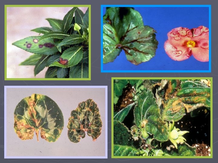 Evolutionary Biology of Tospoviruses in Floral Crops J