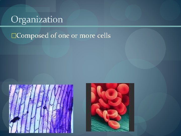 CHAPTER 1 Biology QUIZ 1 What is Biology