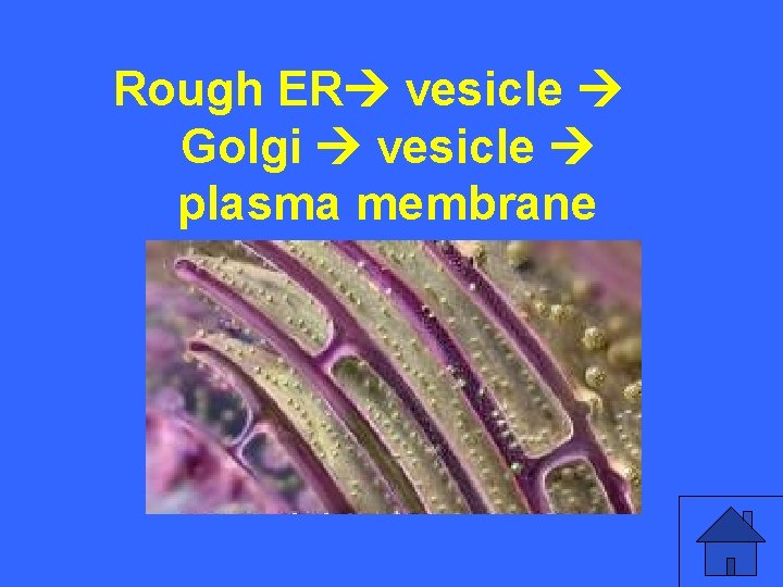 Prokaryotes vs Eukaryotes Organelles etc Cell Membrane Transport