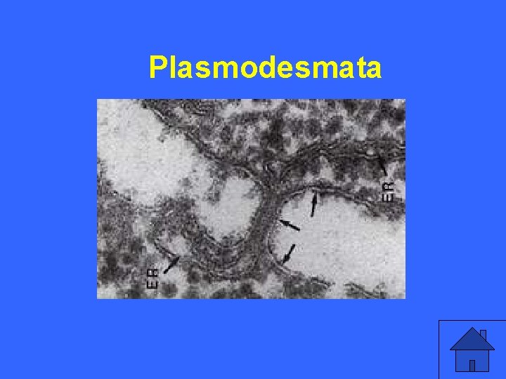 Prokaryotes vs Eukaryotes Organelles etc Cell Membrane Transport