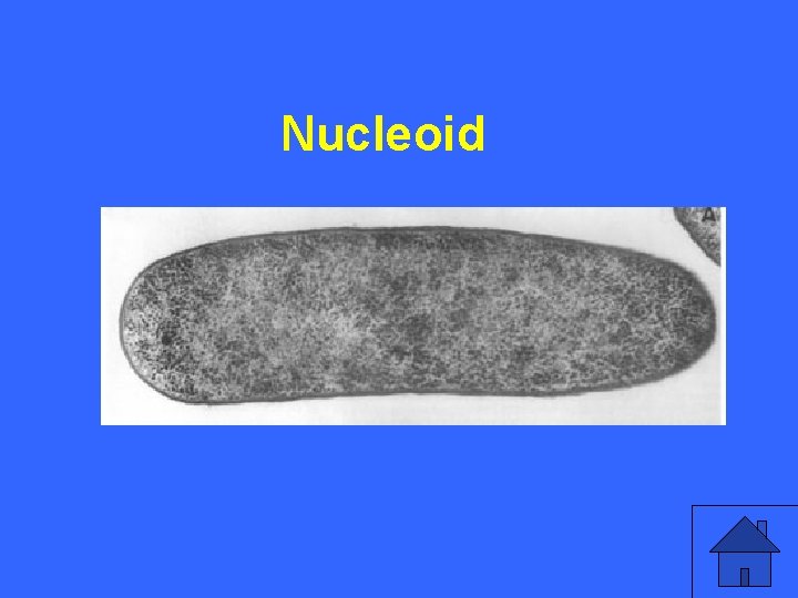 Prokaryotes vs Eukaryotes Organelles etc Cell Membrane Transport