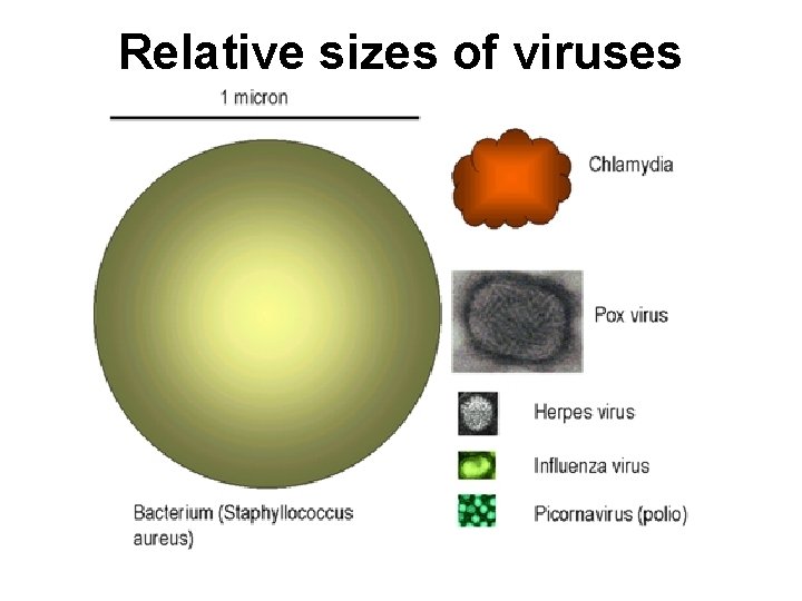 Introduction to virology Dr Baha Eldin Khalid Lesson
