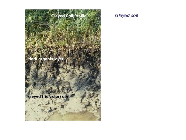 WATER IN SOILS I Water A unique substance